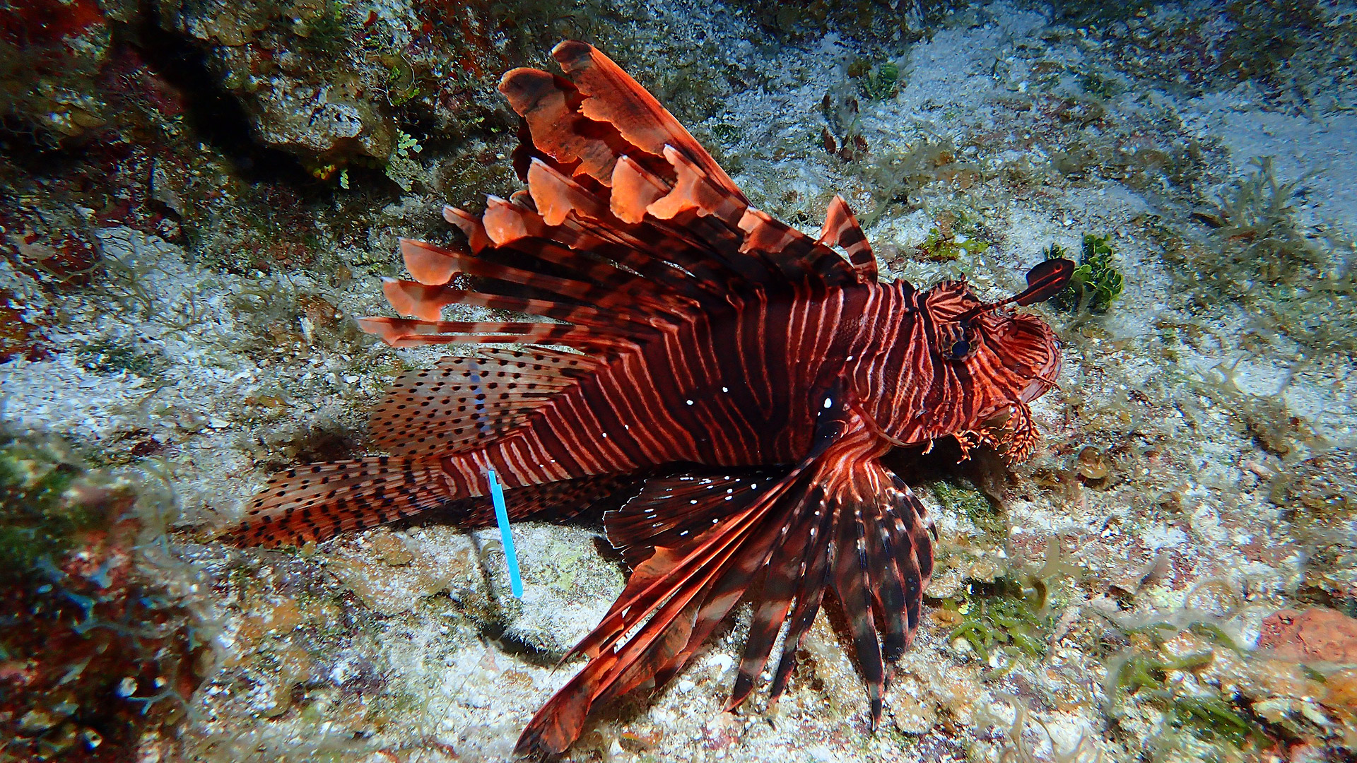 Lionfish Management - CCMI