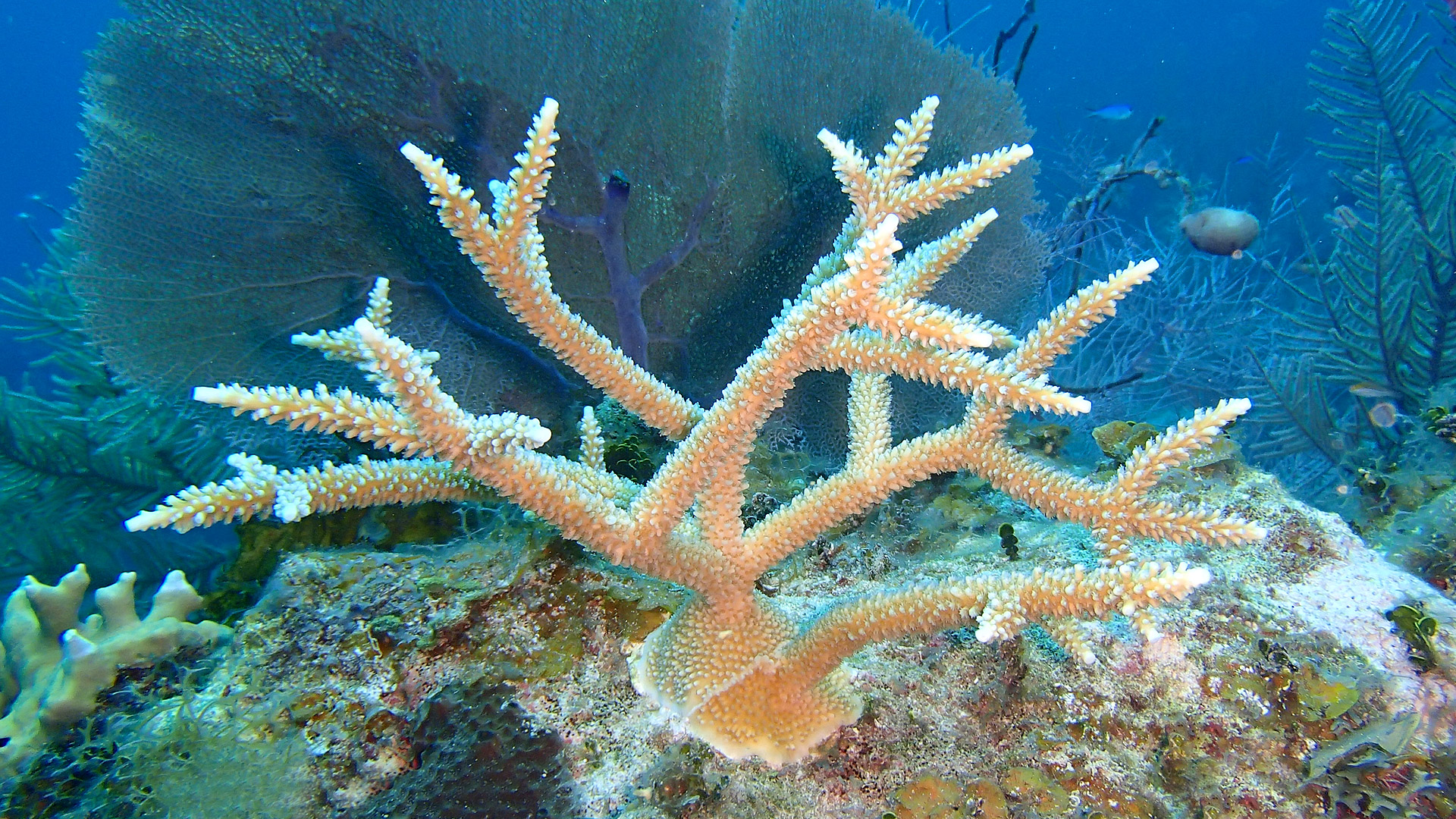 Healthy Reefs - CCMI